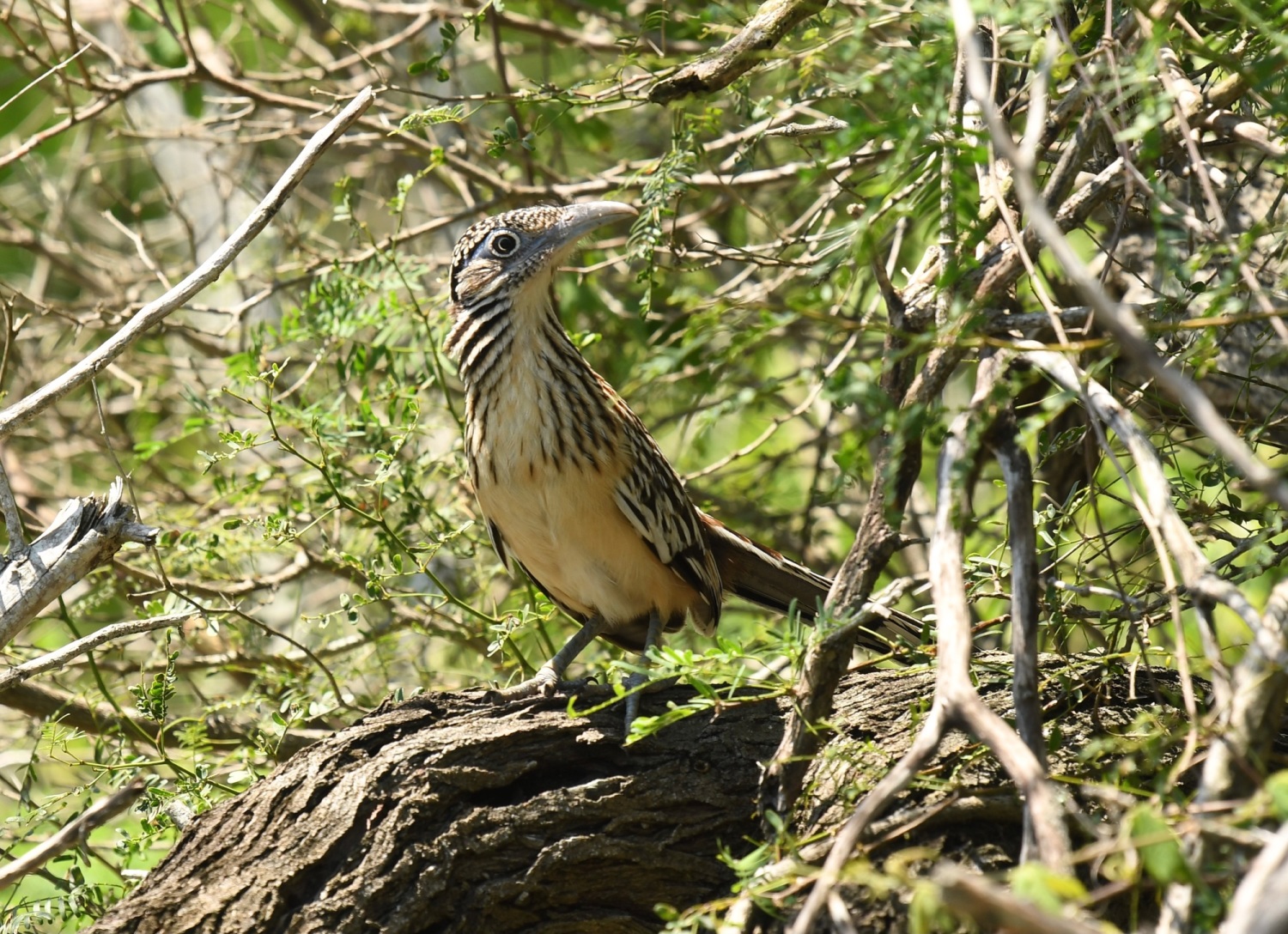 Zoothera Birding - Birdwatching Holidays Around the World