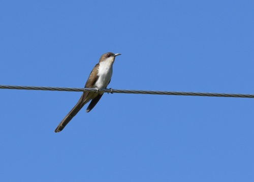 Zoothera Birding - Birdwatching Holidays Around the World