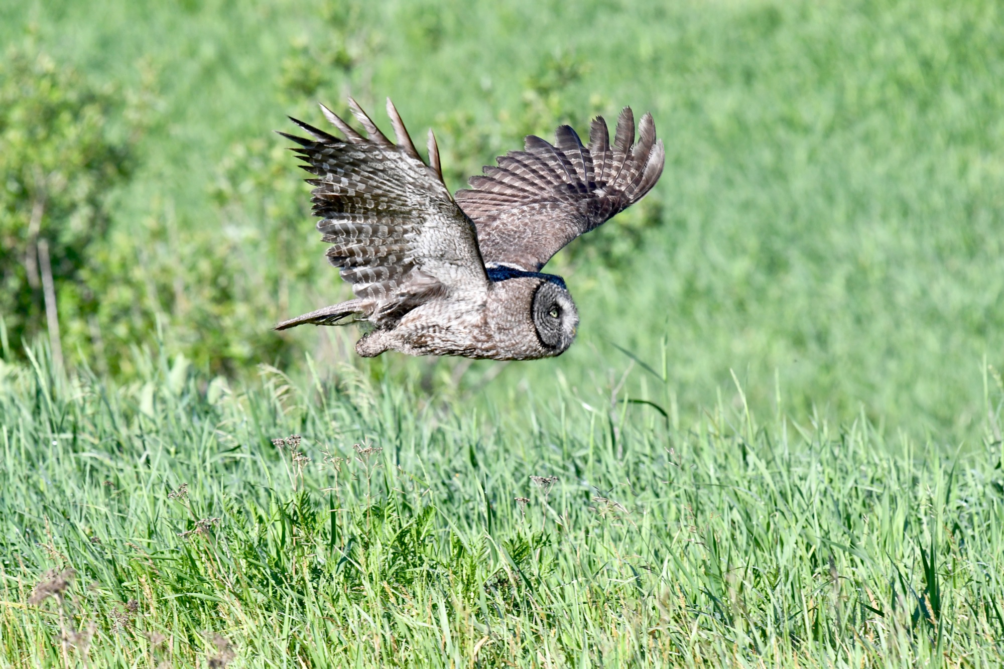 Zoothera Birding - Birdwatching Holidays Around the World