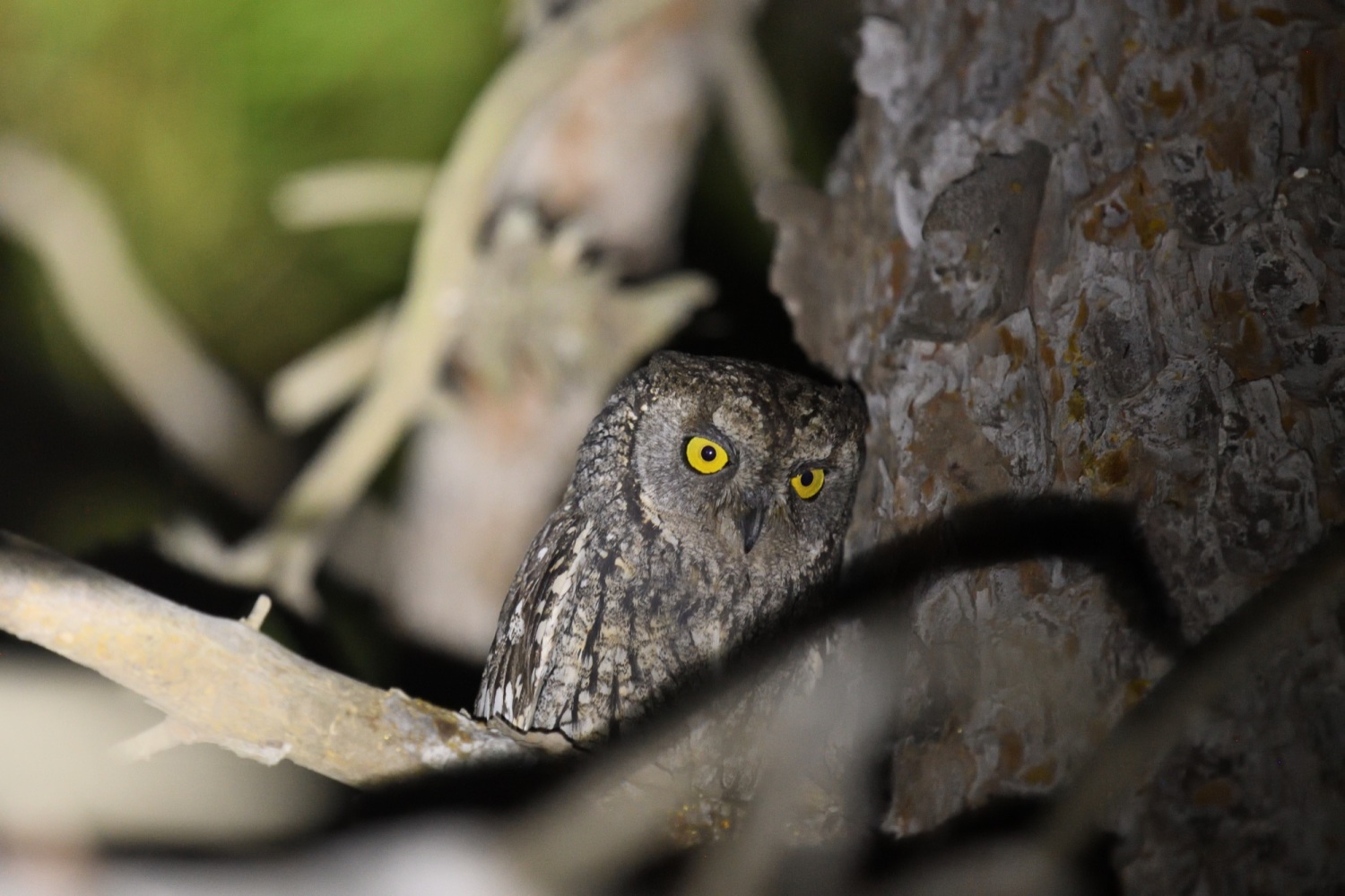 Cyprus Endemic and Migration Birding Tour