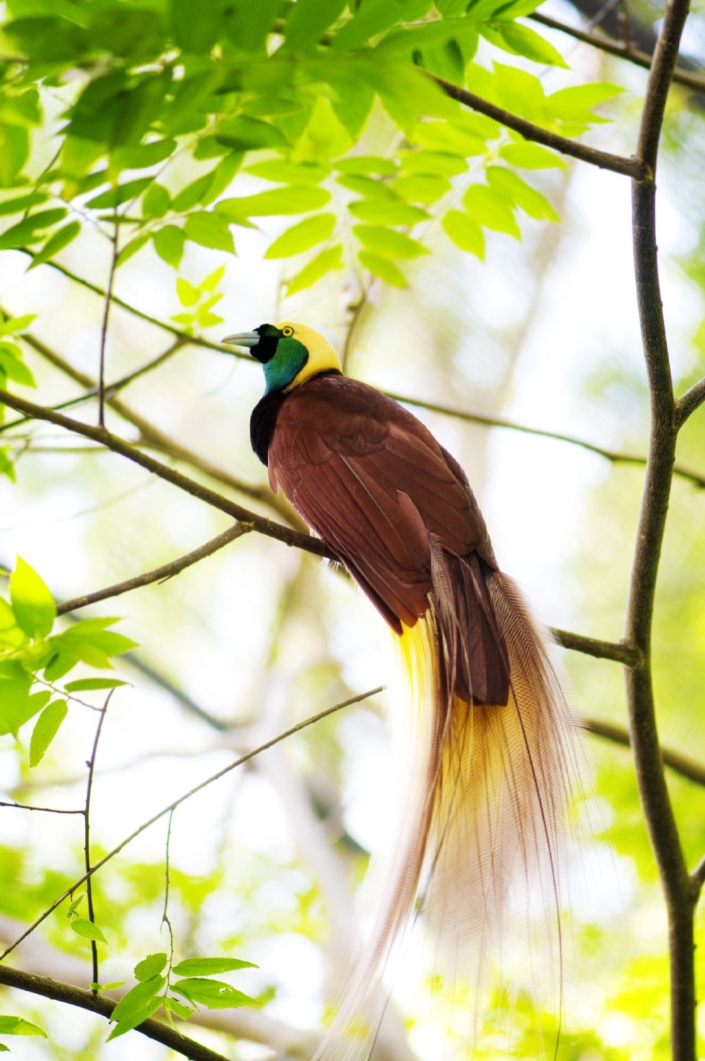 West Papua - Birds of Paradise and Endemics