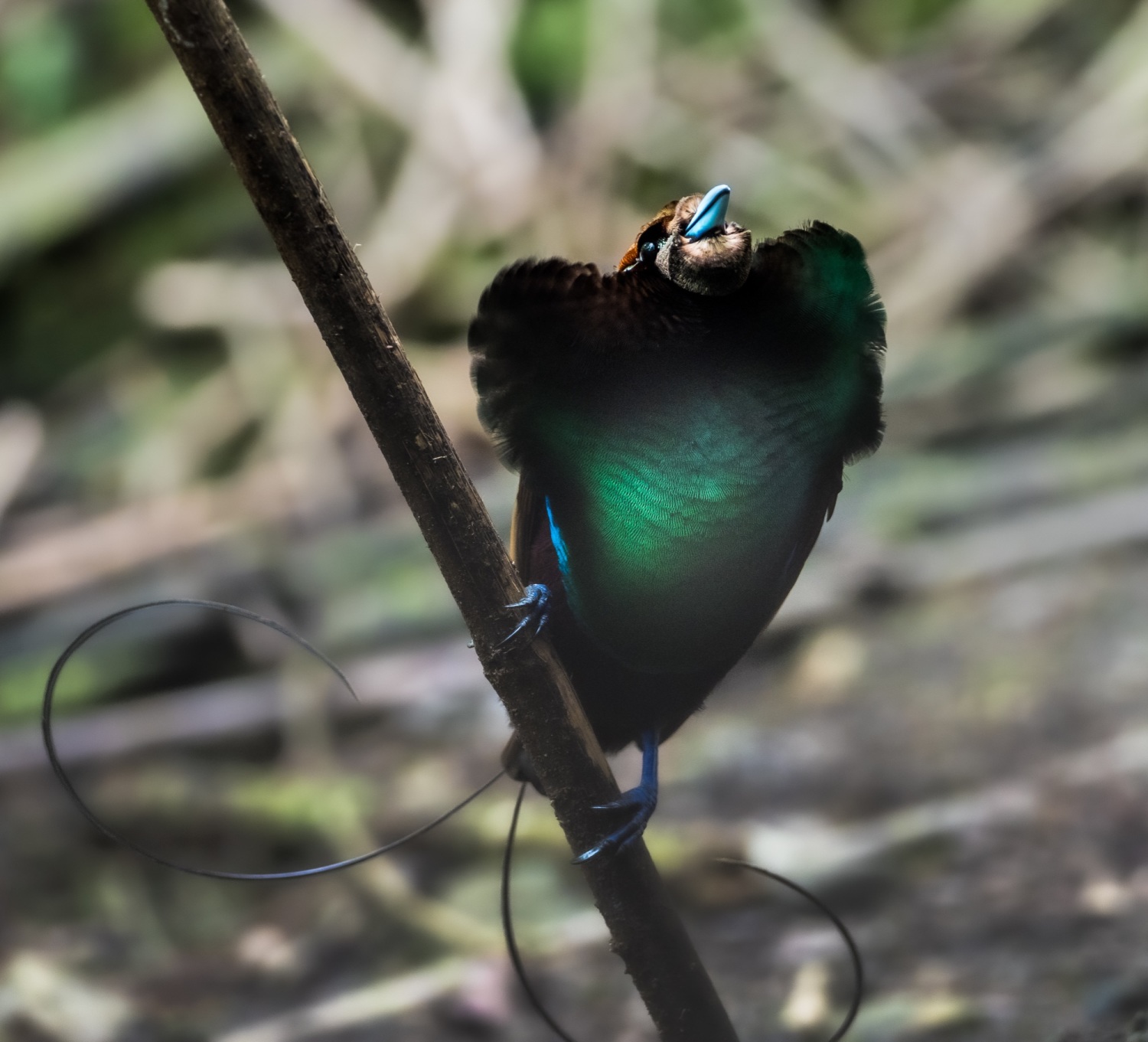 West Papua - Birds of Paradise and Endemics