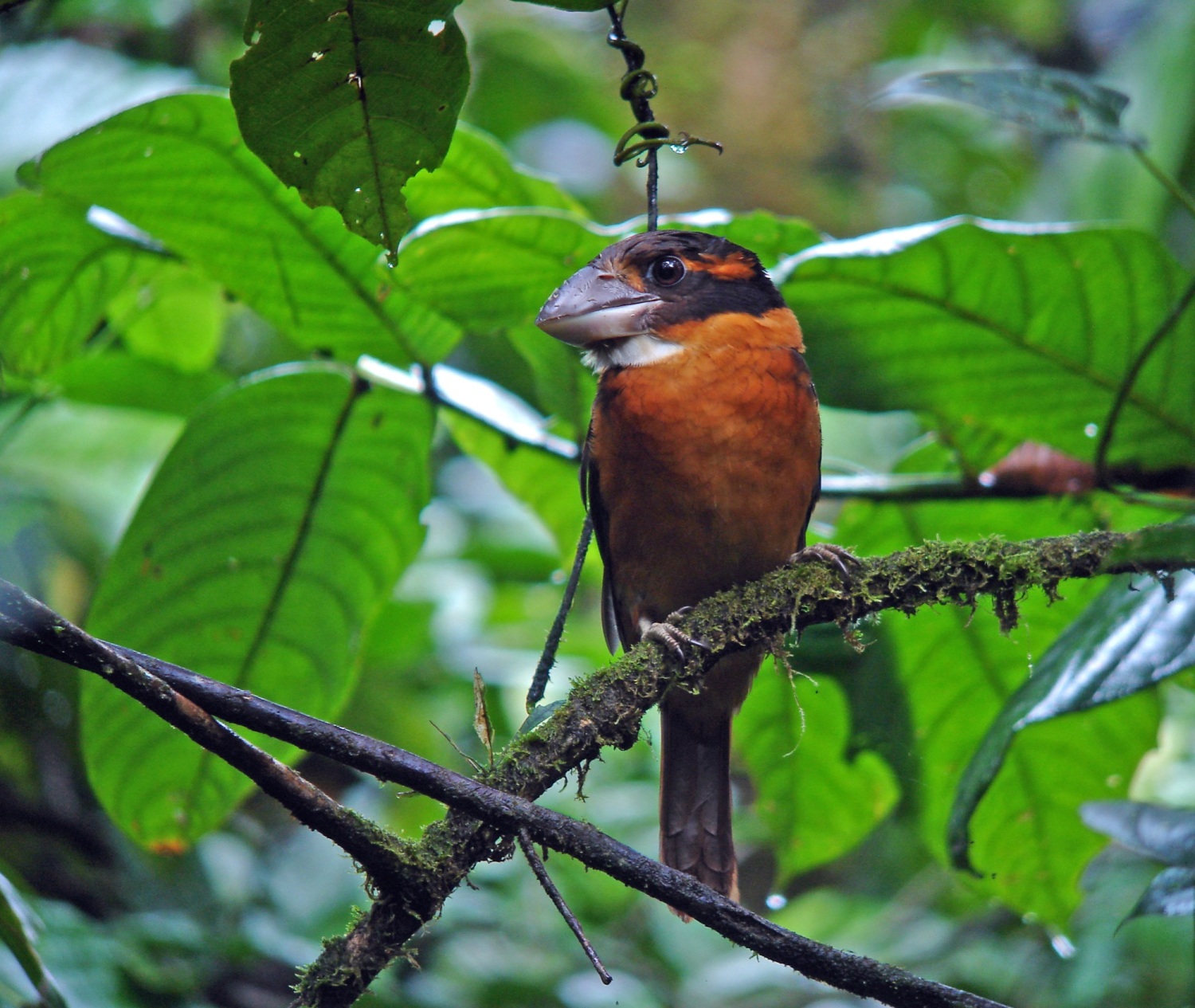 Zoothera Birding - Birdwatching Holidays Around the World