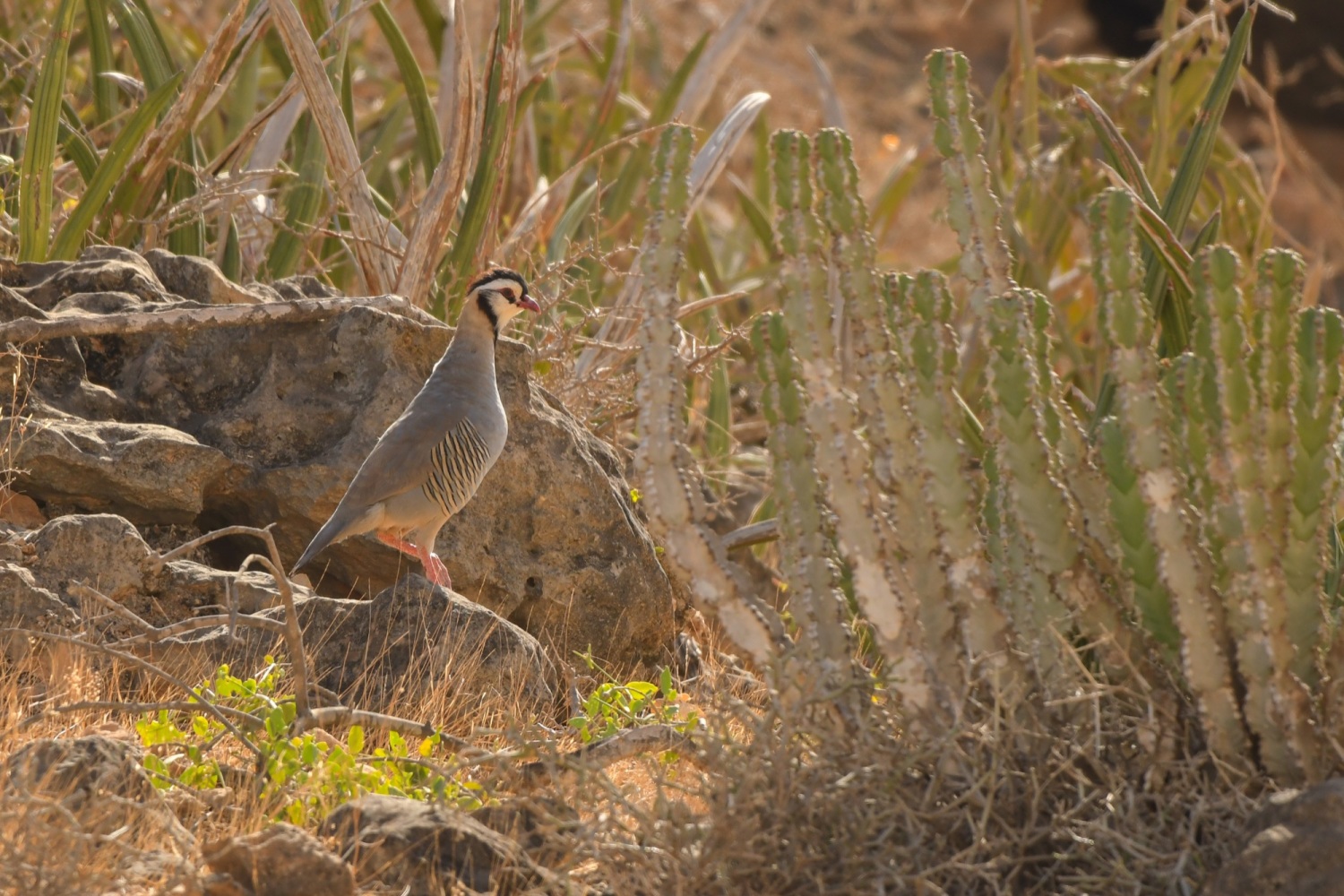 Oman Birding Adventure