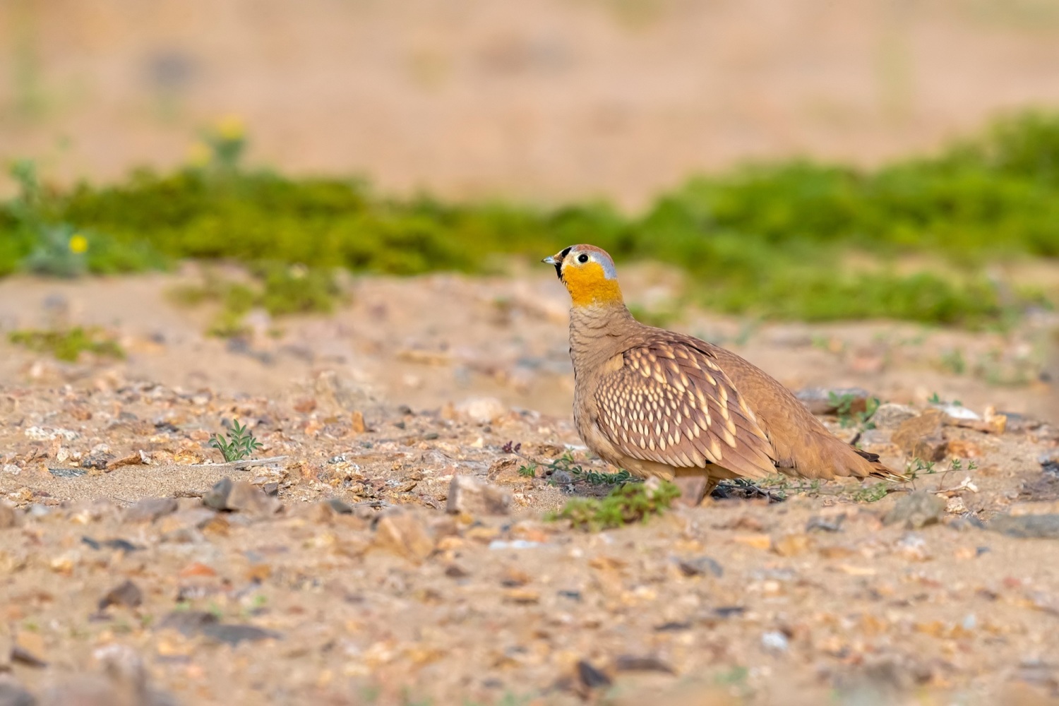 Classic Oman Birding Tour Intro