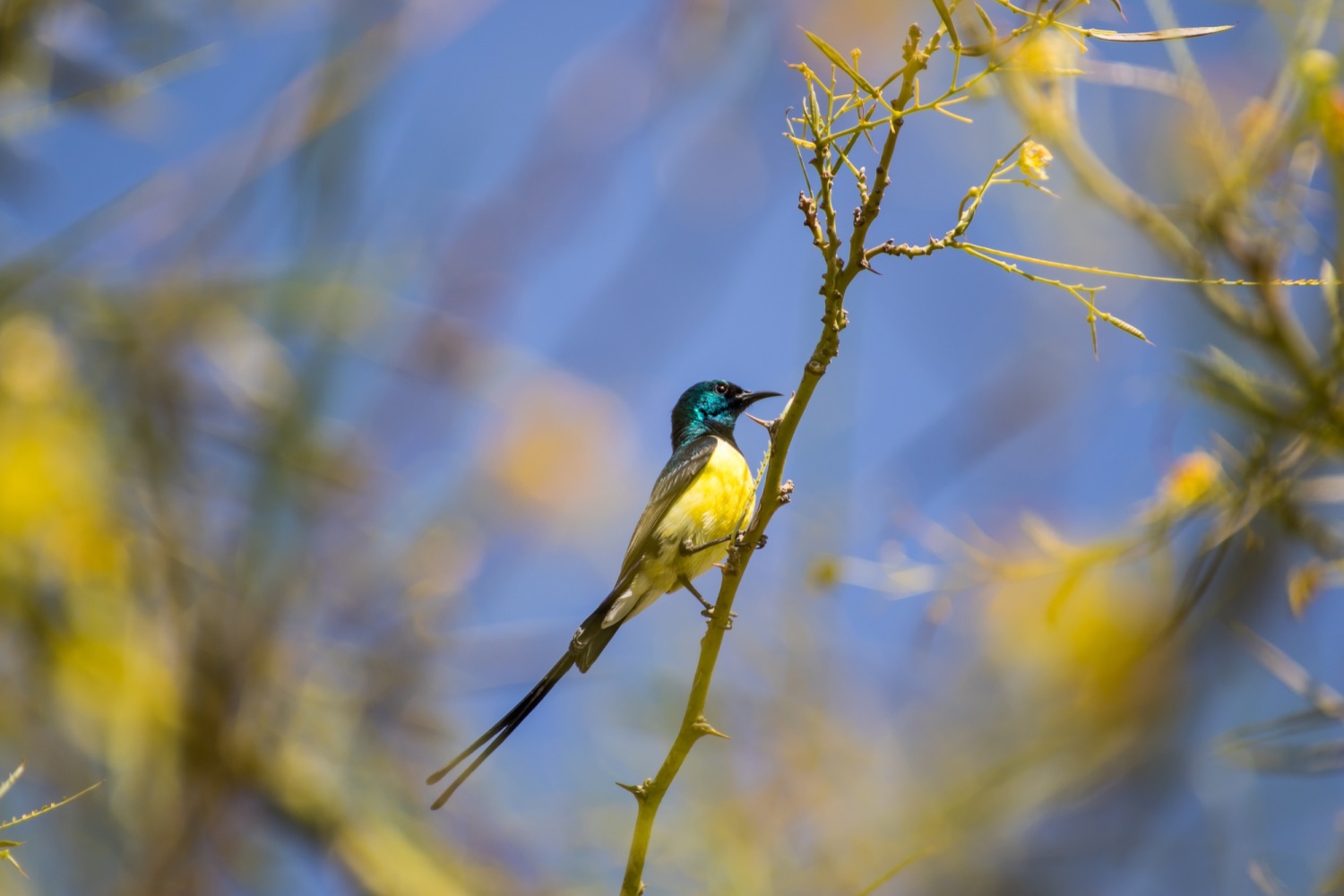 Oman Birding Adventure
