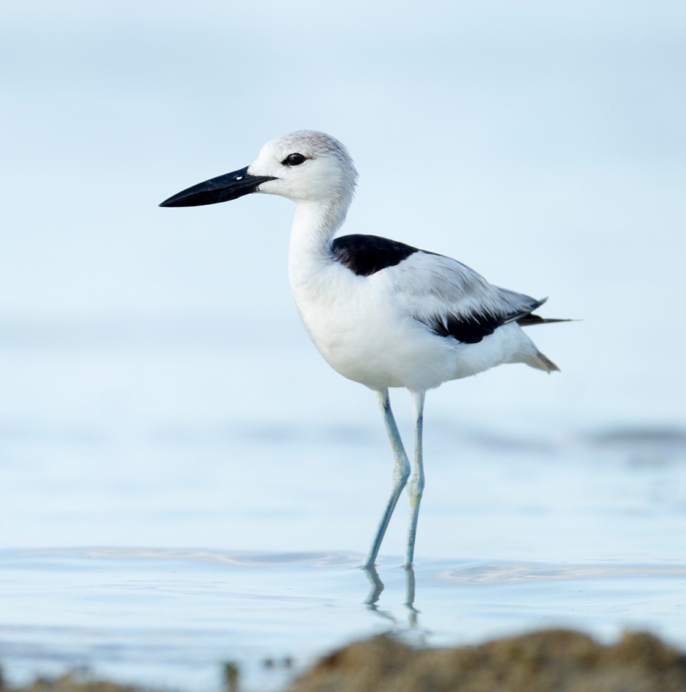 Classic Oman Birding Tour - Detailed itinerary