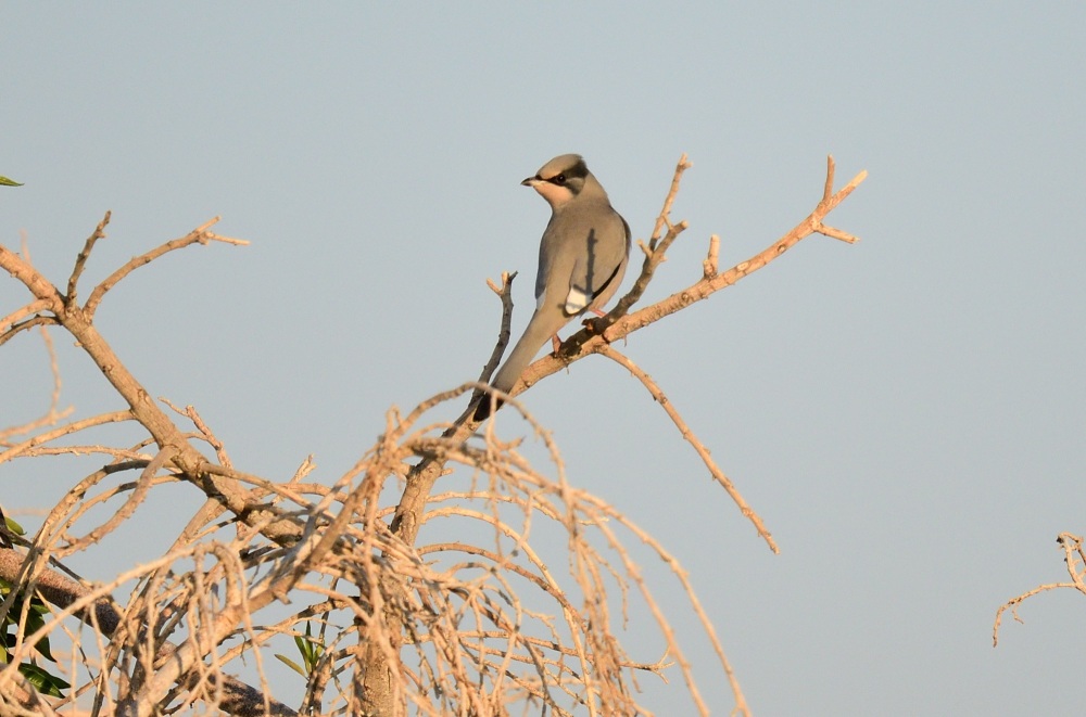 Classic Oman Birding Tour - Detailed itinerary