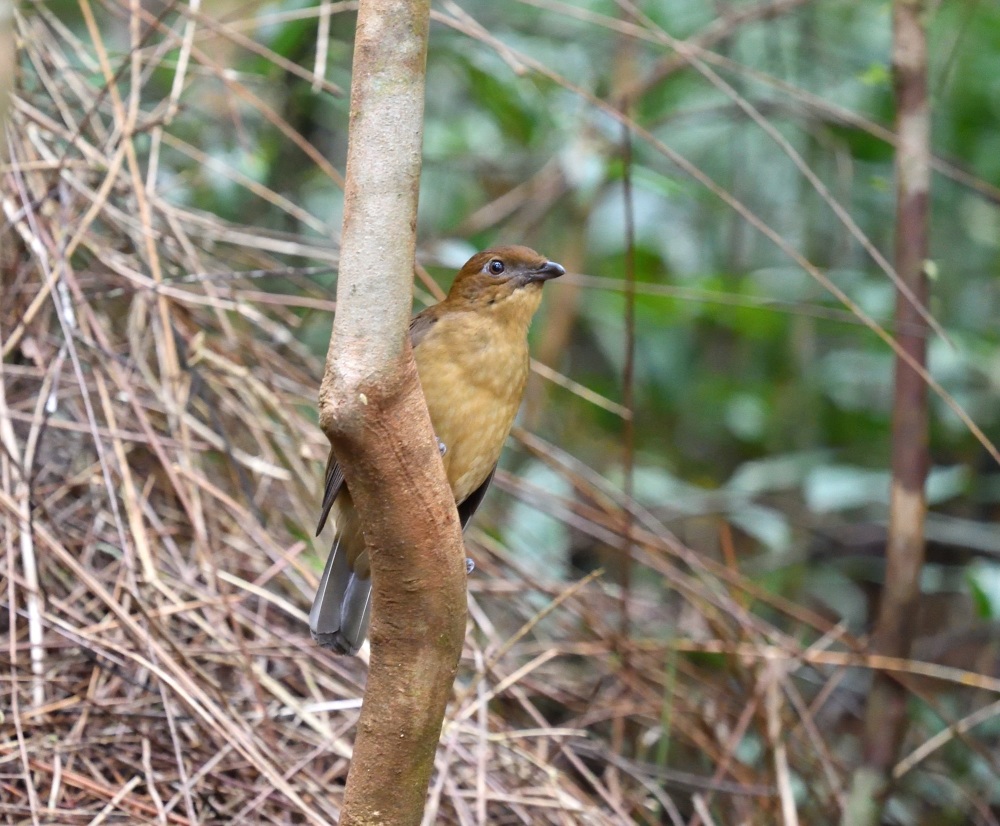West Papua - Birds of Paradise and Endemics