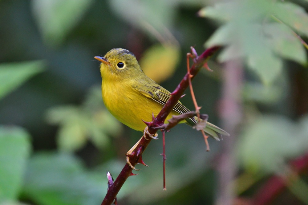 Classic Himalayas Tour 2020
