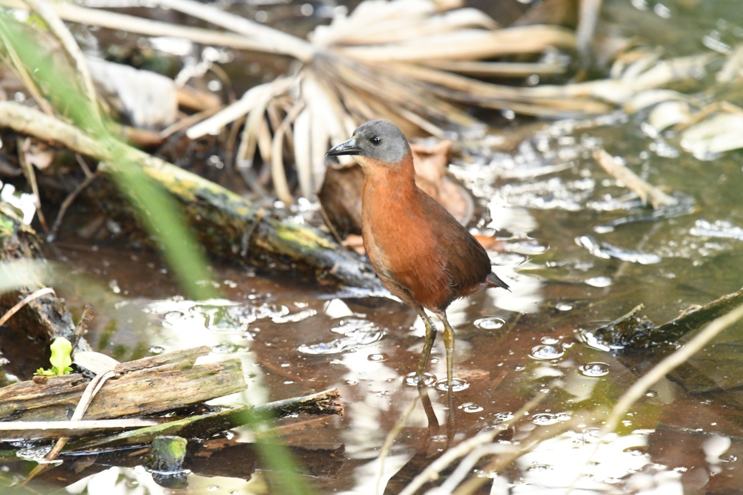 Zoothera Birding - Birdwatching Holidays Around the World