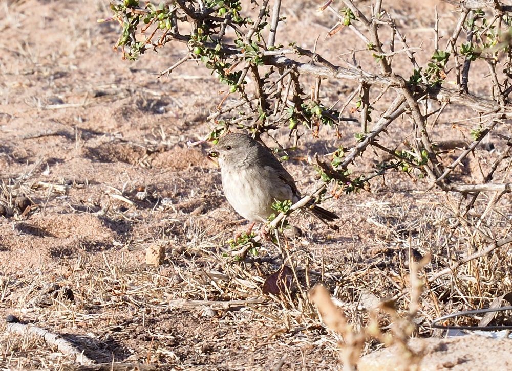 Saudi Arabia - Arabian Endemics Tour