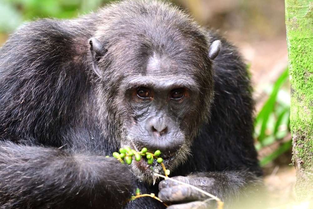 Uganda: Shoebill, Gorillas and More - Detailed Tour Itinerary