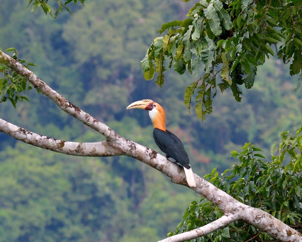 Indonesia - The Moluccas Birding Tour