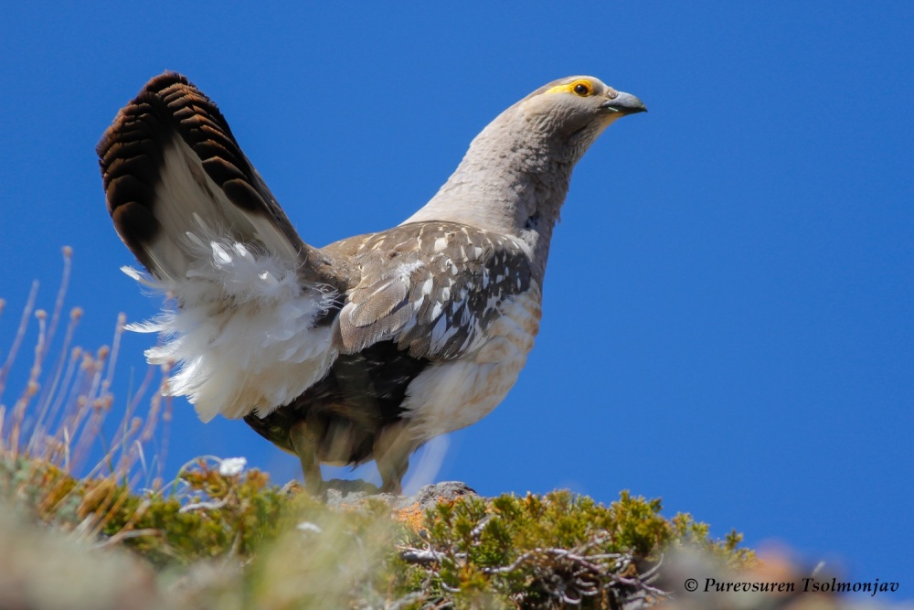 Zoothera Birding - Birdwatching Holidays Around the World