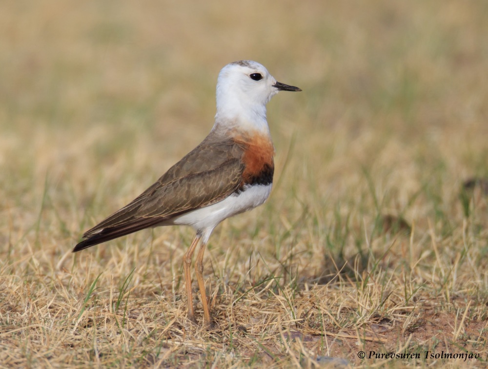 Zoothera Birding - Birdwatching Holidays Around the World