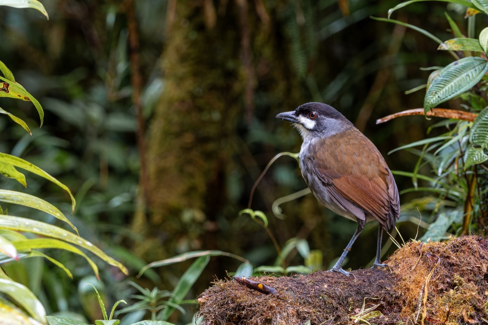 Southern Ecuador Intro