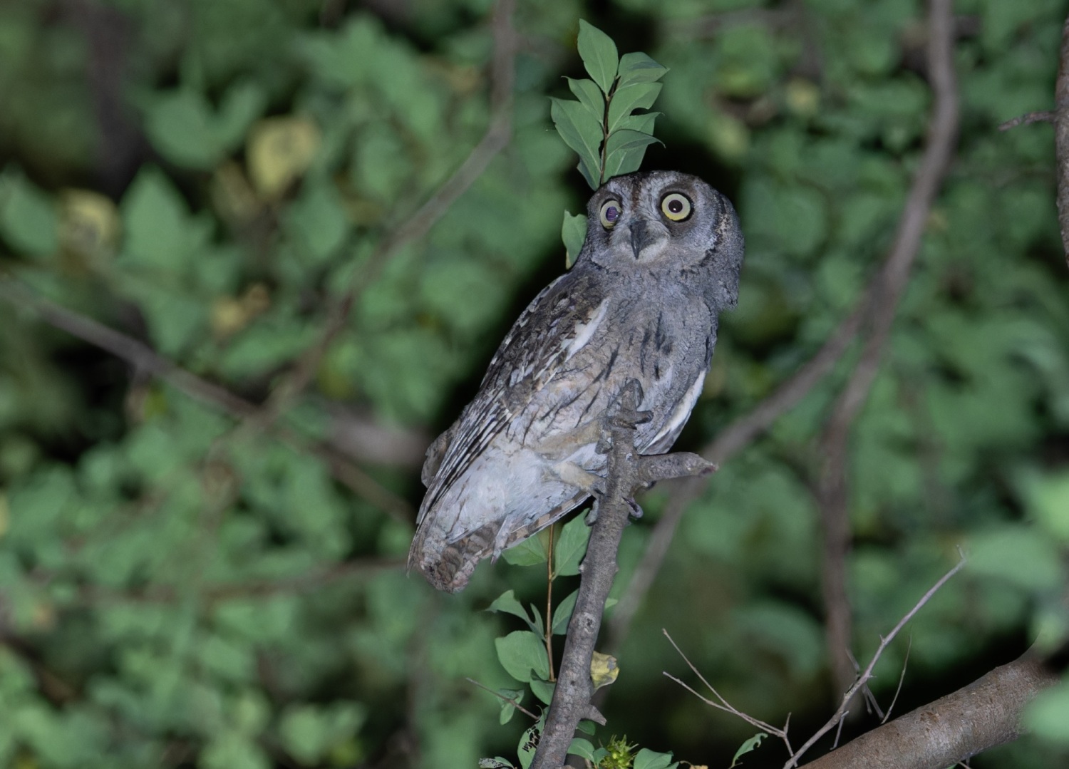 Saudi Arabia - Arabian Endemics Tour