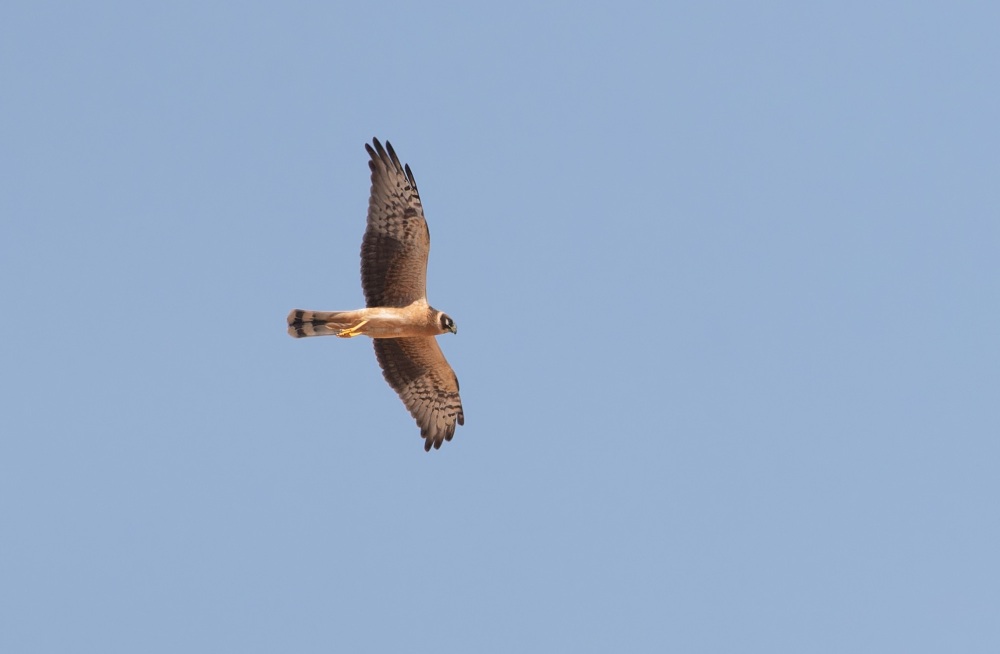 Turkey Birding Tour - Detailed itinerary