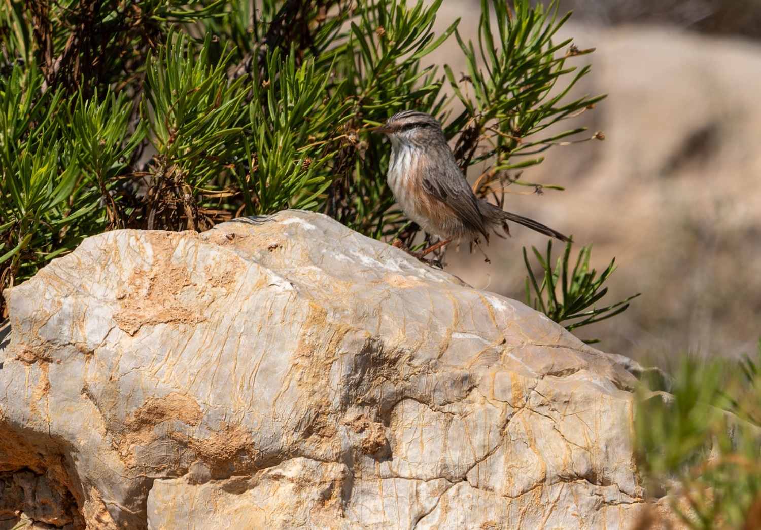 Oman Birding Tour Report 2024
