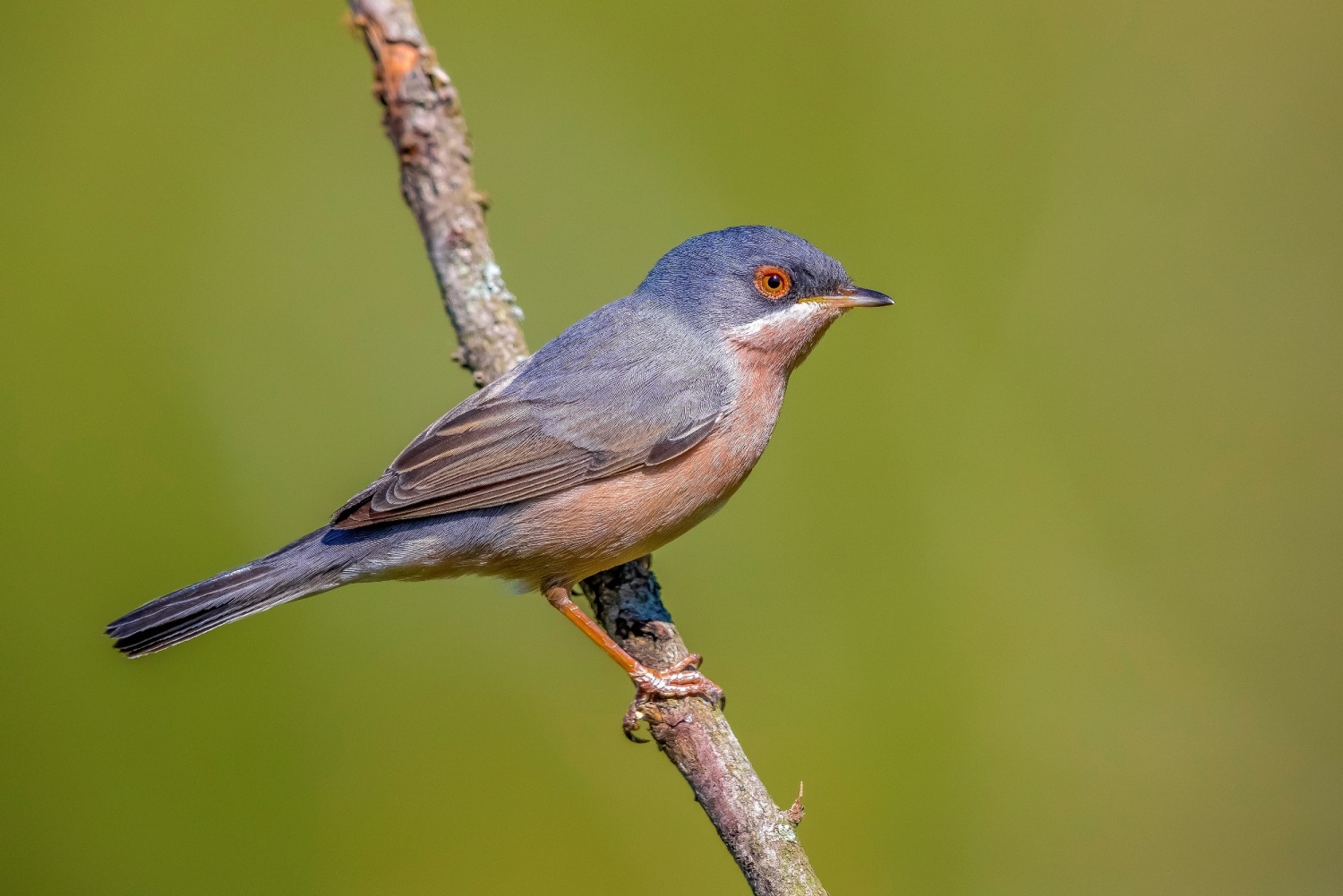 Zoothera Birding - Birdwatching Holidays Around the World
