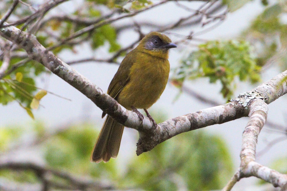 Tanzania - Eastern Arc Mountains Tour