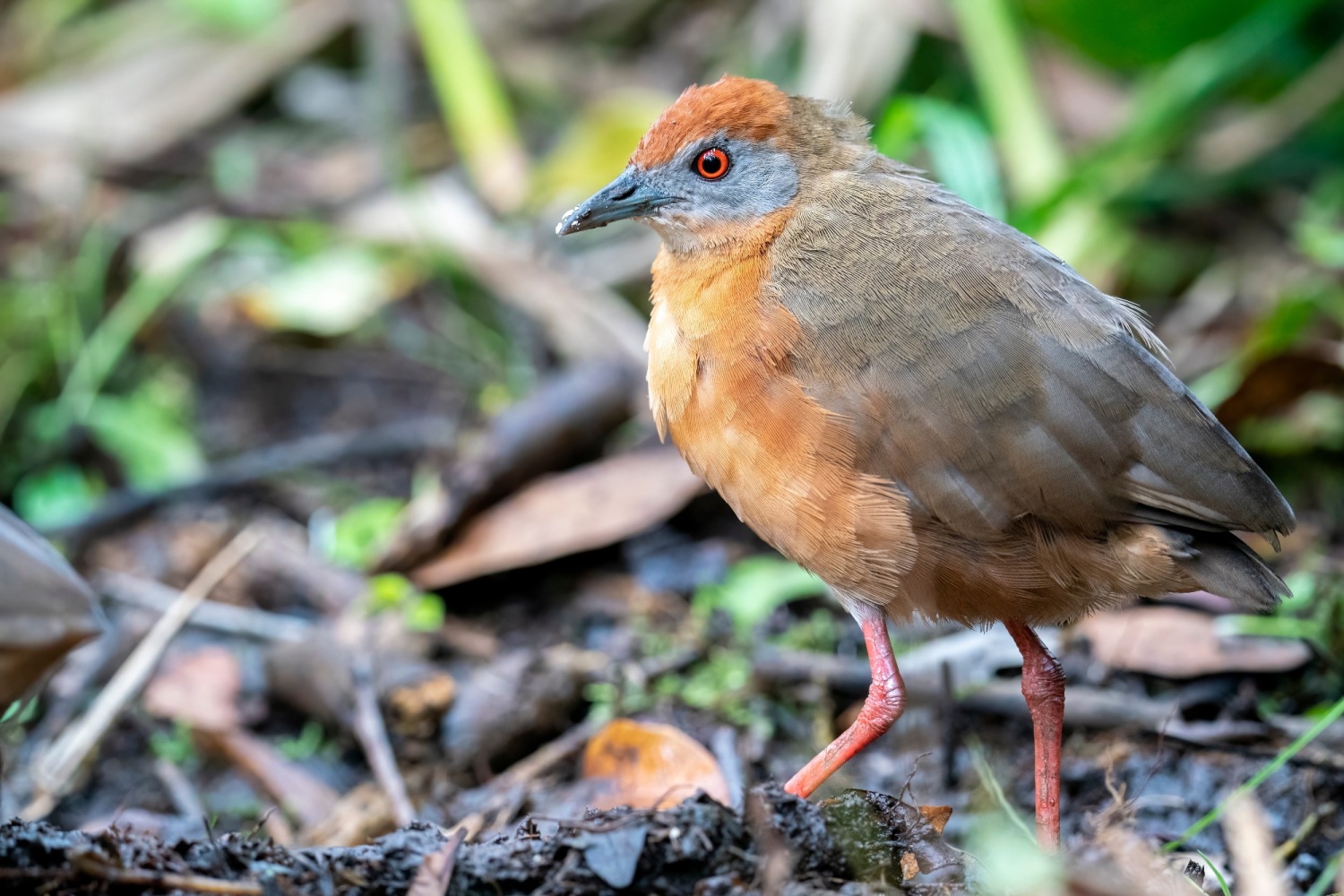 Central Brazil Specialities Tour