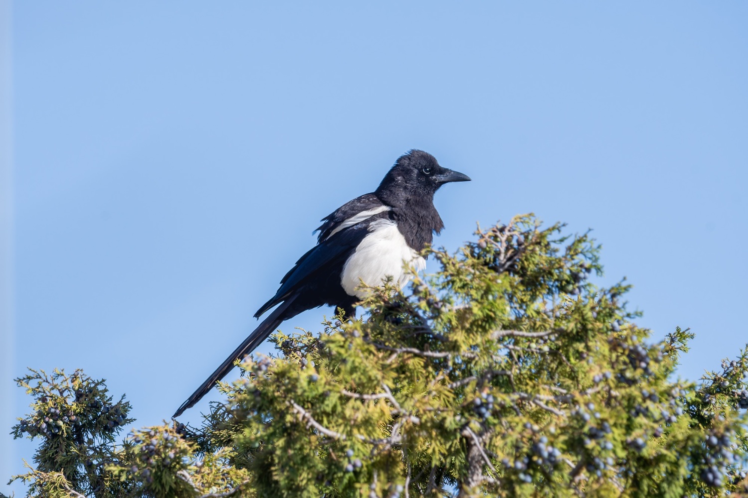 Saudi Arabia - Arabian Endemics Tour
