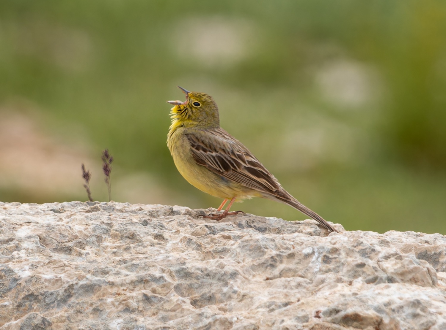 Zoothera Birding - Birdwatching Holidays Around the World