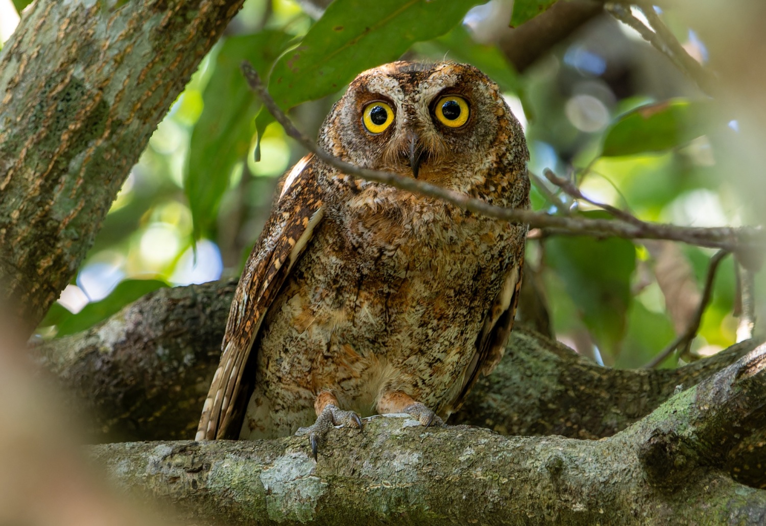 Zoothera Birding - Birdwatching Holidays Around the World