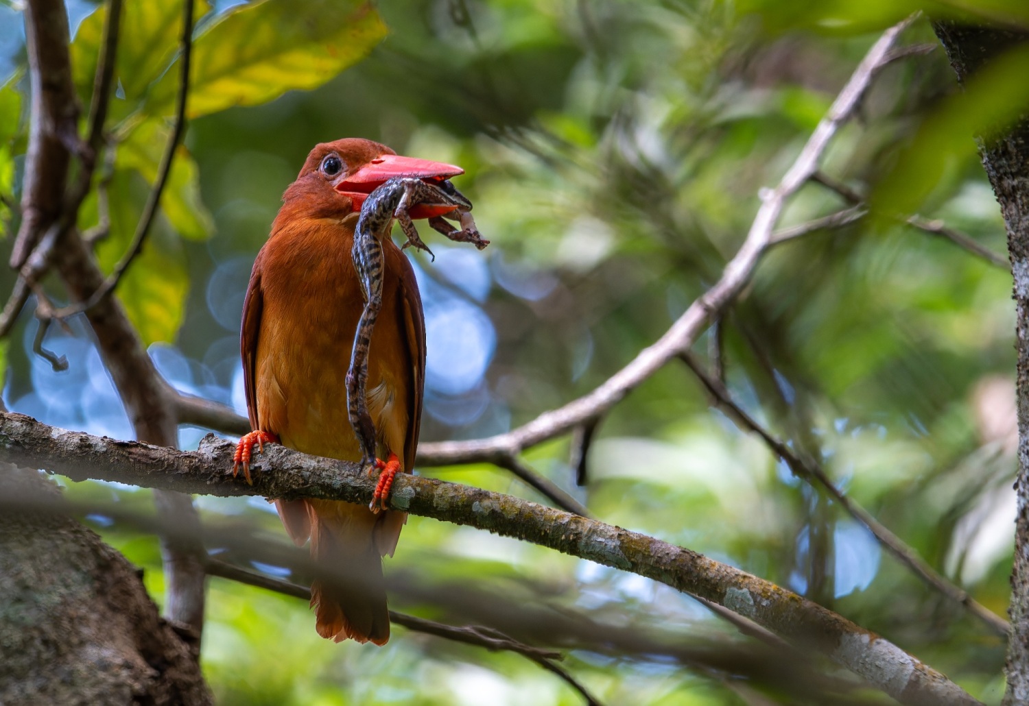 Zoothera Birding - Birdwatching Holidays Around the World