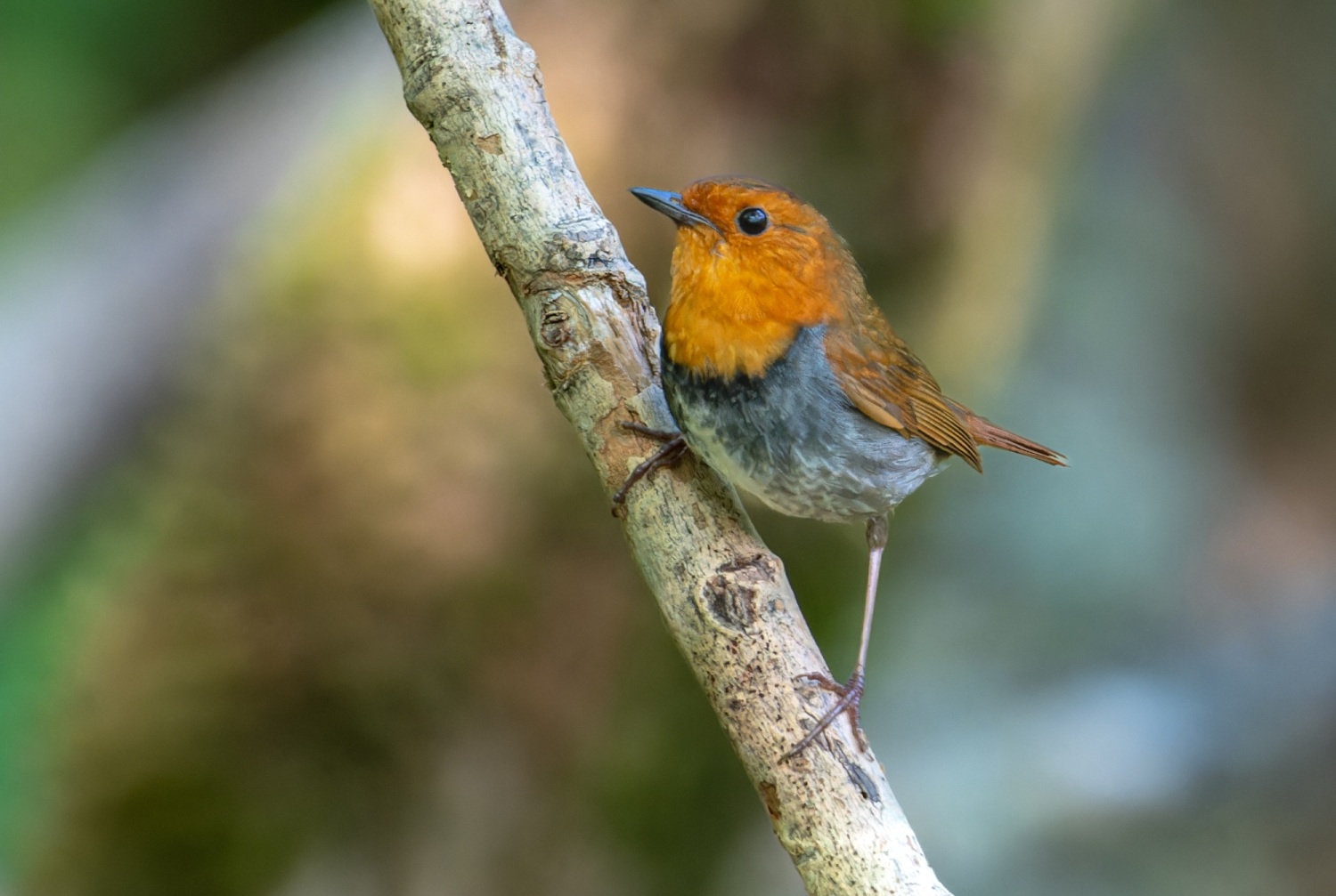 Zoothera Birding - Birdwatching Holidays Around the World