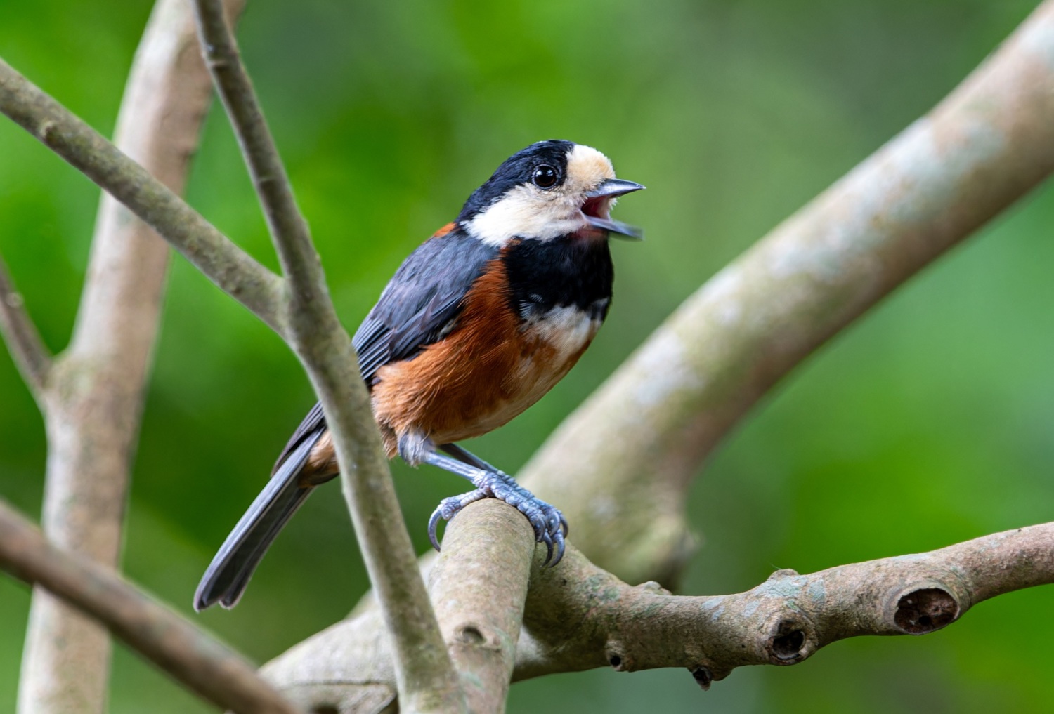 Zoothera Birding - Birdwatching Holidays Around the World