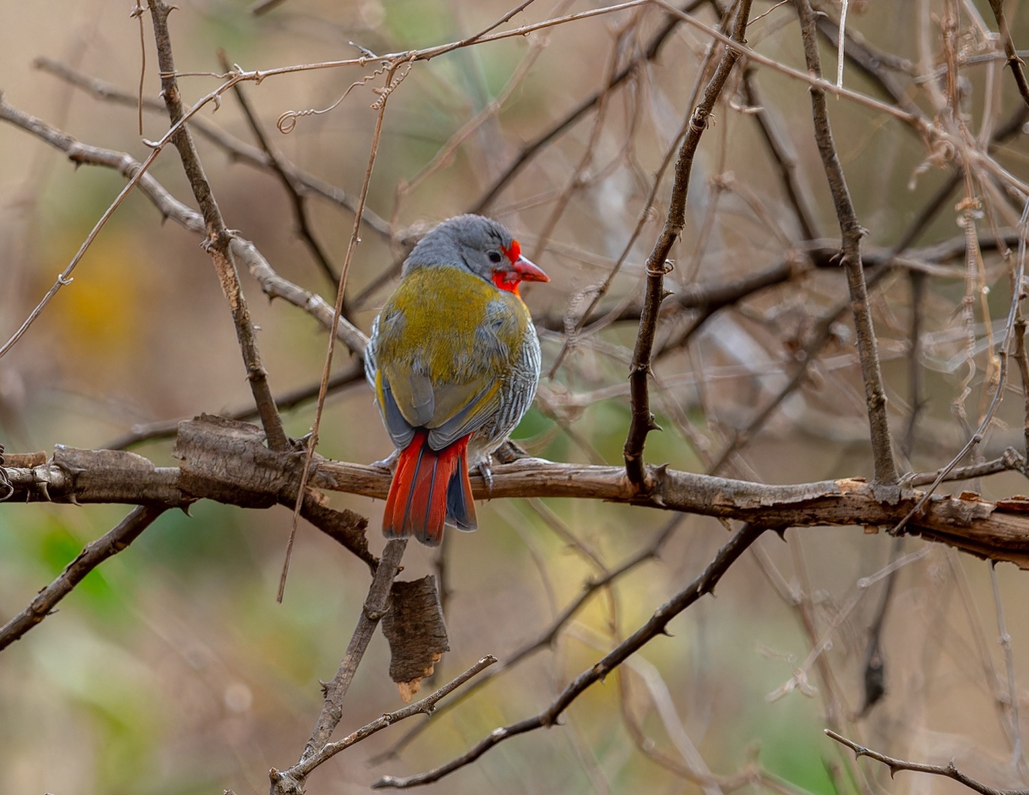 Tanzania - Eastern Arc Mountains Tour Report 2024