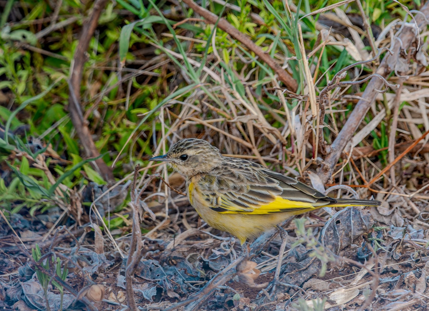 Tanzania - Eastern Arc Mountains Tour Report 2024