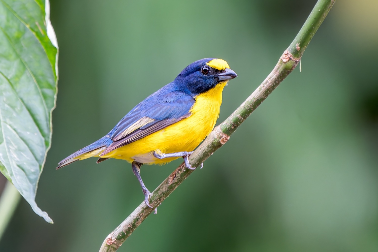 Northern Mexico Endemic Birding Itinerary