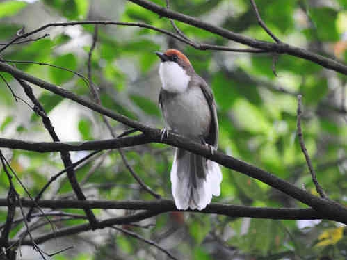 Zoothera Birding - Birdwatching Holidays Around the World