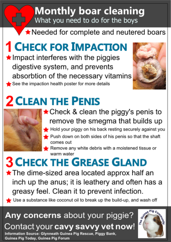 Boar Health,Bonding,Behaviour and Neutering Advice
