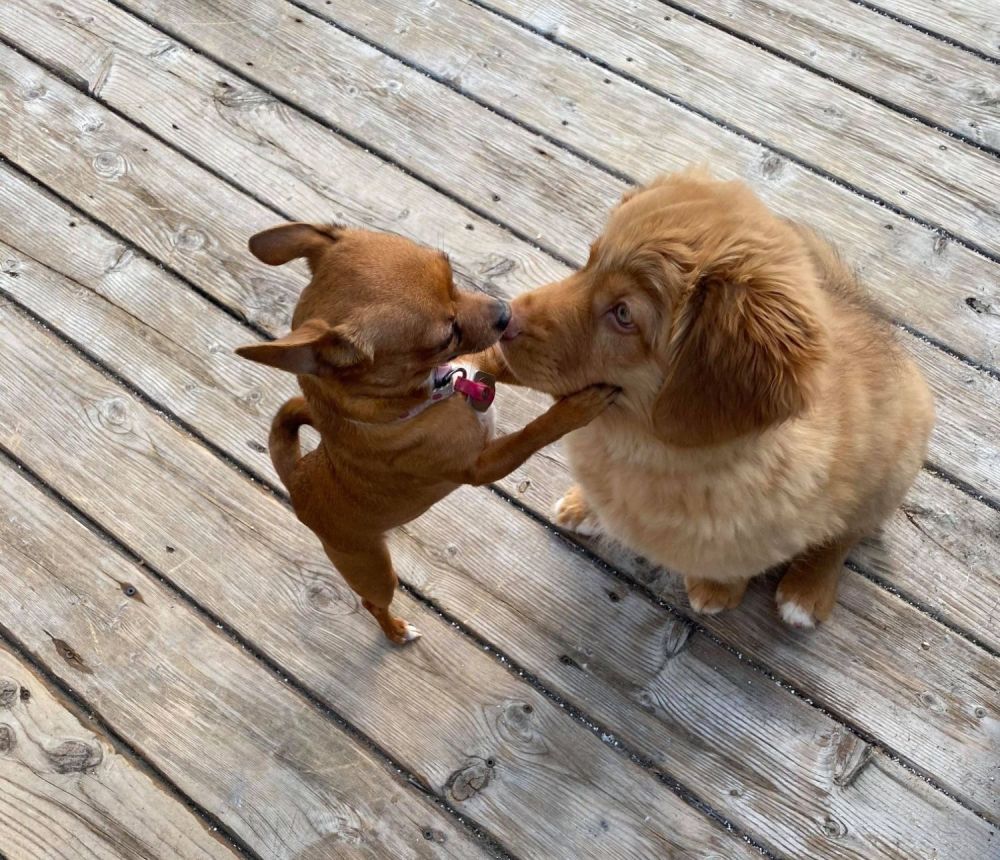 Finding and Buying a Toller