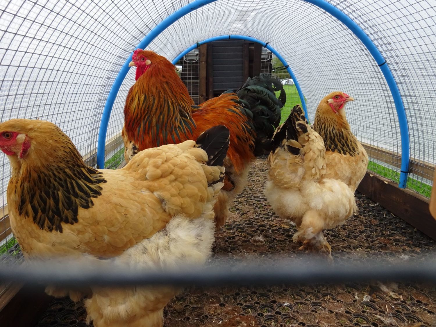 Buff Columbian Brahma