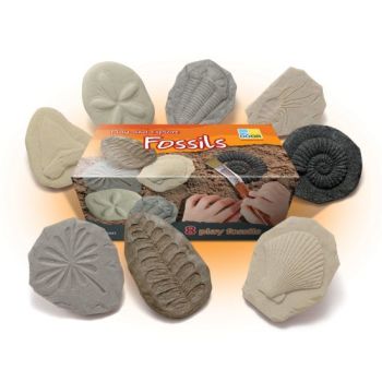 Fossil Flashcards