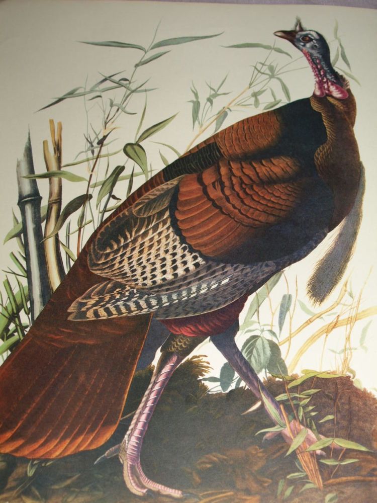 Wild Turkey Bird Print, John Audubon.