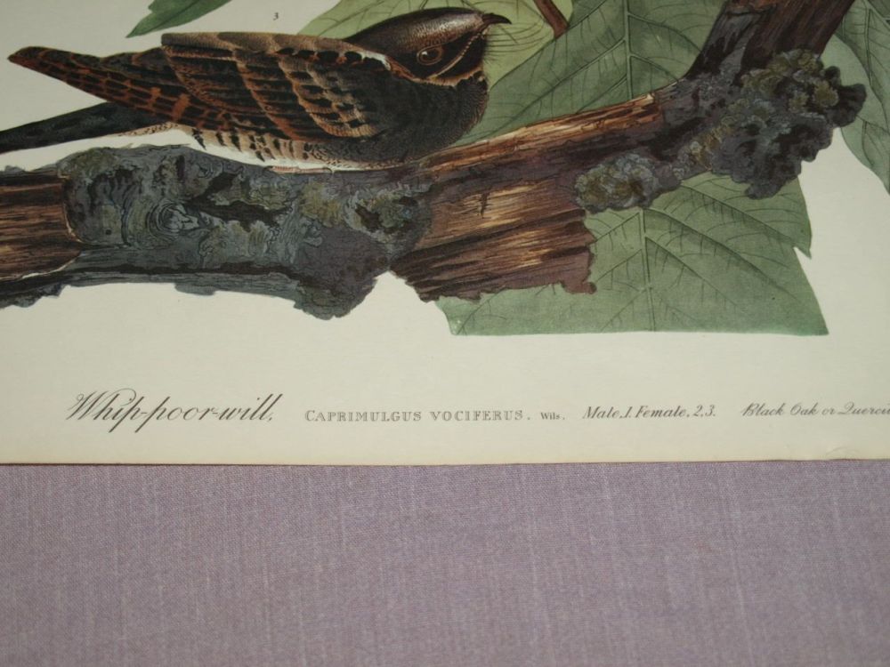 Whip-Poor-Will Bird Print, John Audubon.