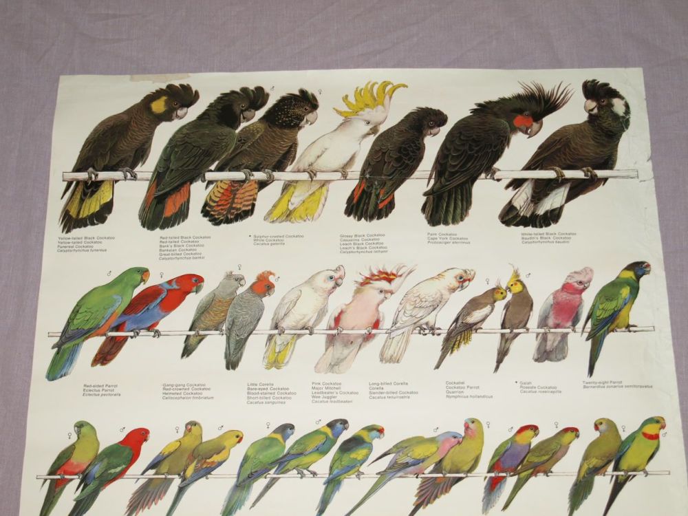 National Parks & Wildlife Poster, Australian Parrots, Lorikeets and ...