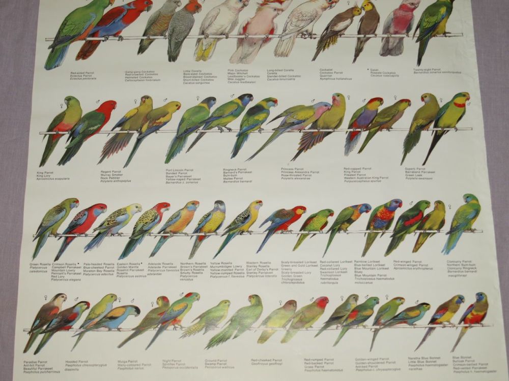 National Parks & Wildlife Poster, Australian Parrots, Lorikeets and ...