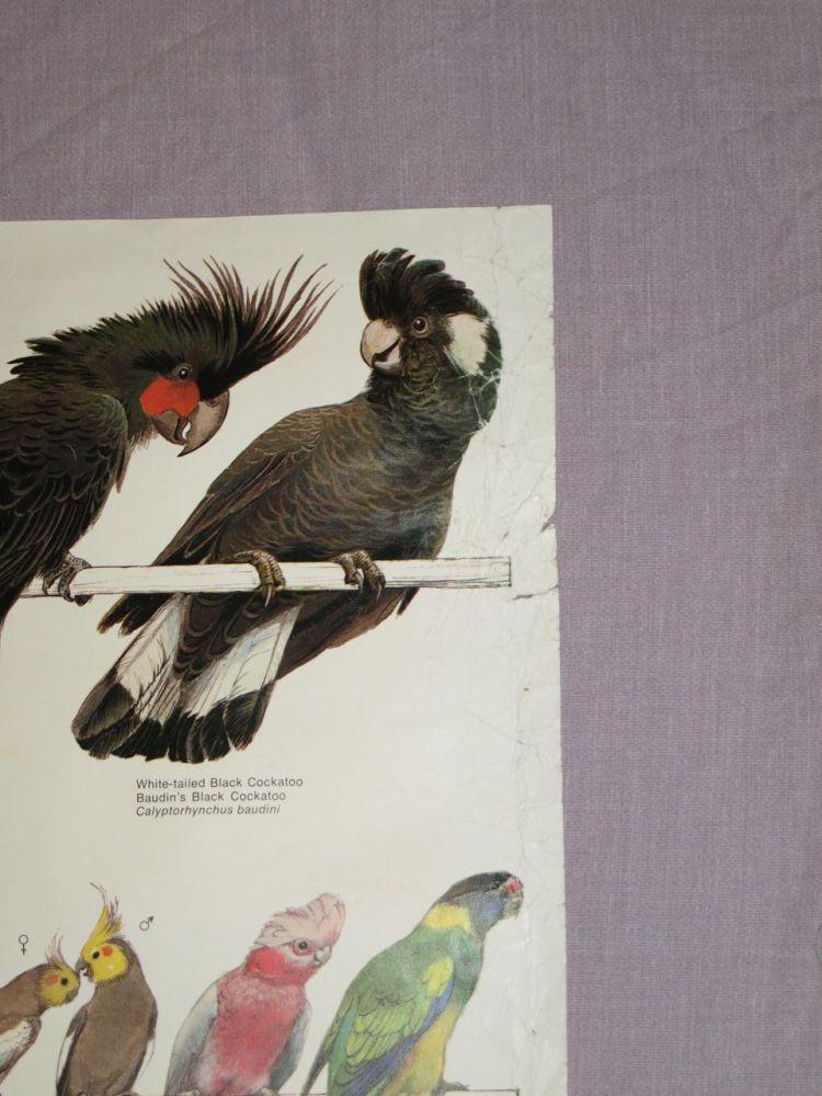 National Parks & Wildlife Poster, Australian Parrots, Lorikeets and ...