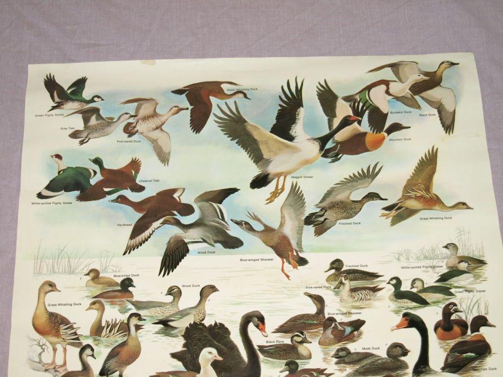National Parks & Wildlife Poster, The Waterfowl of New South Wales.