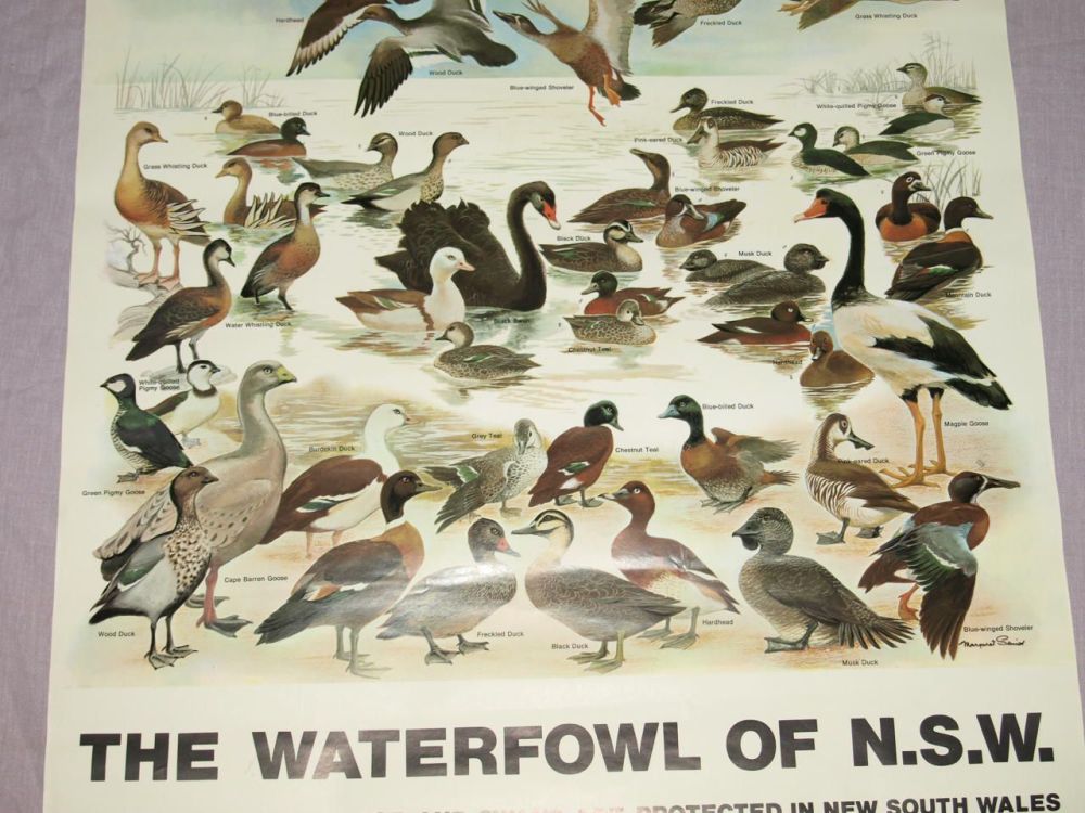National Parks & Wildlife Poster, The Waterfowl of New South Wales.