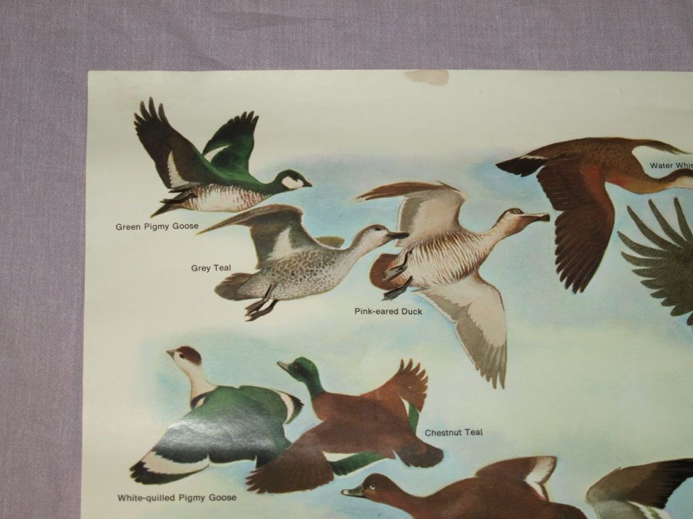 National Parks & Wildlife Poster, The Waterfowl of New South Wales.