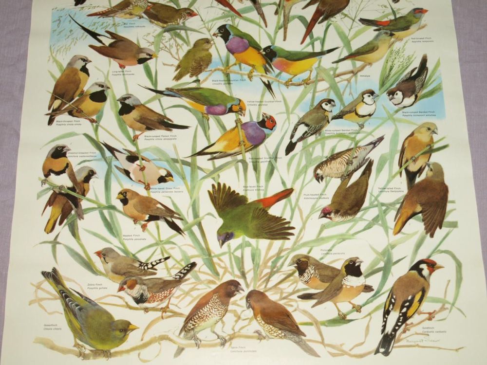 National Parks & Wildlife Poster, Finches of Australia.